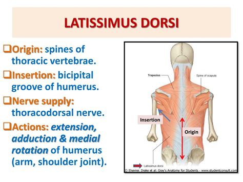 Ppt Muscles Of Back Powerpoint Presentation Free Download Id 2370146