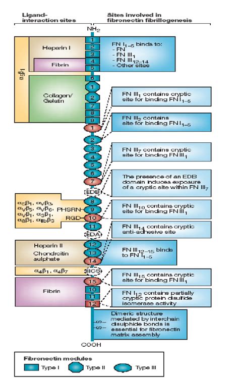 Ligand Binding Regions And Interaction Sites Of Fibronectin