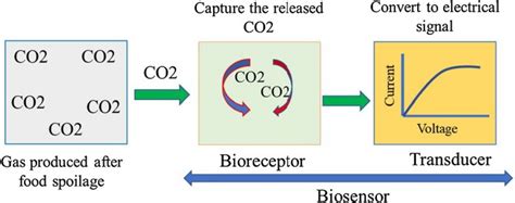 The Fundamental Principle Of A Gas Sensor For Detecting Co2 Gas After Download Scientific