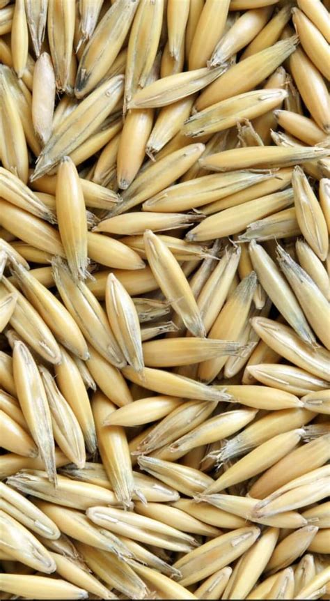 Oat Com Oat Cosmetics Avena Sativa Oat Kernel Flour Cfda