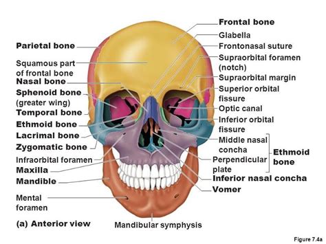 Inferior Orbital Fissure Maxilla