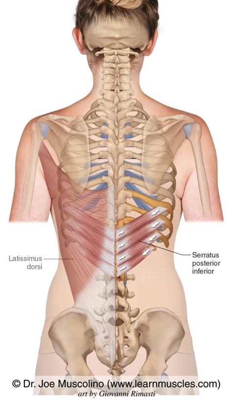 Serratus Anterior Latissimus Dorsi