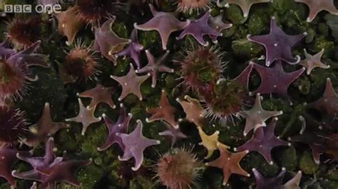 Starfish Gif Tumblr