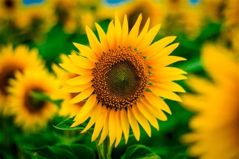 Líneas De Negocio Tuero