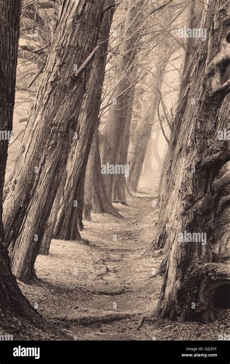 Path Between Two Rows Of Large Trees Stock Photo Alamy