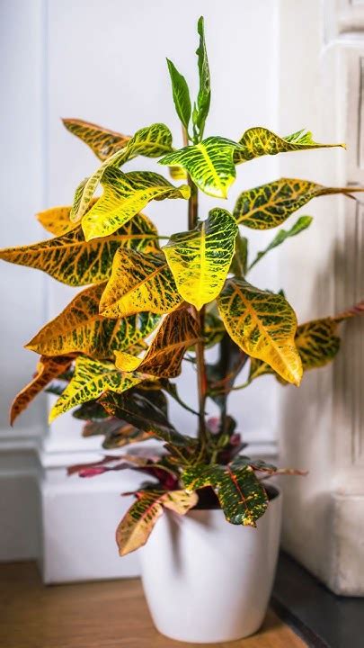 25 растений которые оживят любой интерьер Plants интерьер растения комнатныерастения цветы