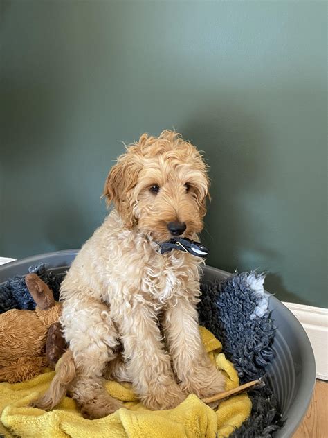 355 Best Rcockapoo Images On Pholder Aizen 10mo And Kisuke 7mo