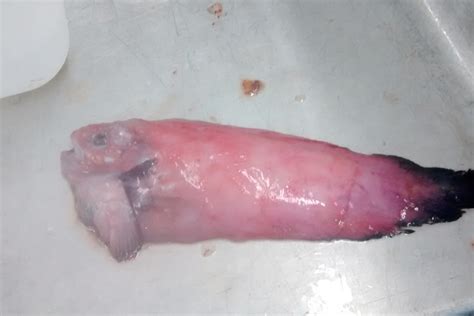 The Blacktail Snailfish Whats That Fish
