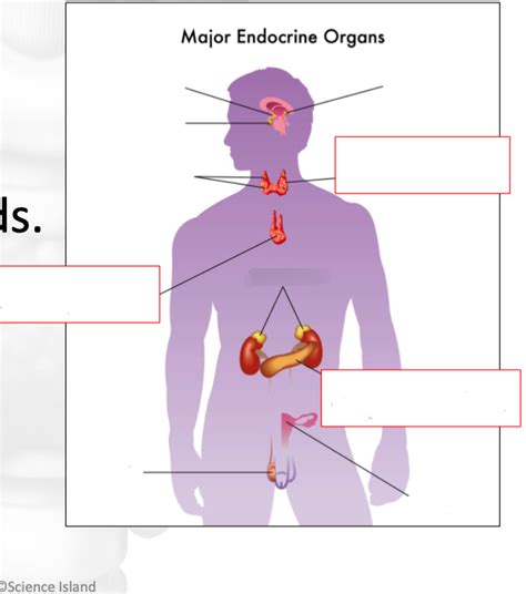 Endocrine System Diagram Unlabeled