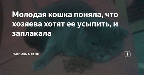 Молодая кошка поняла что хозяева хотят ее усыпить и заплакала Питомцы Дзен
