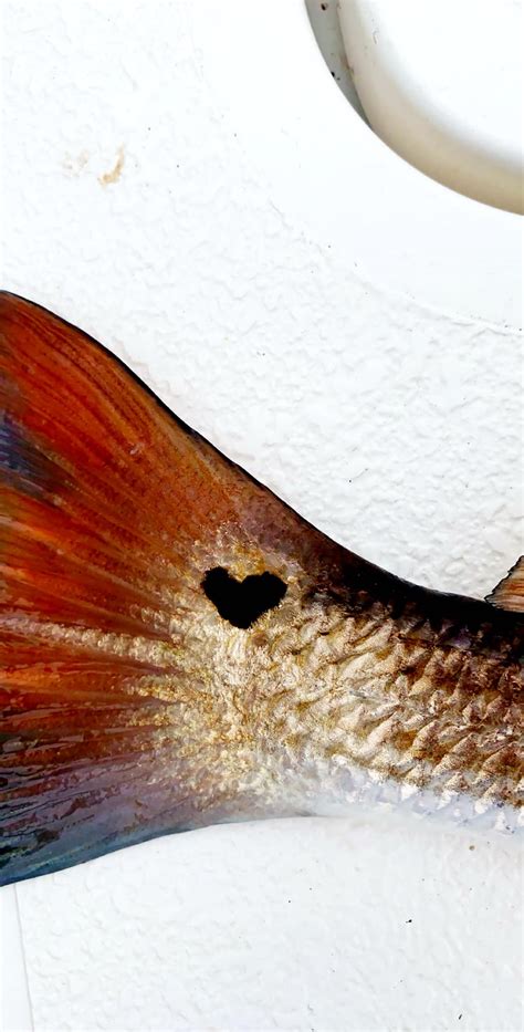 Capt Darrell Walter Rockport Tx