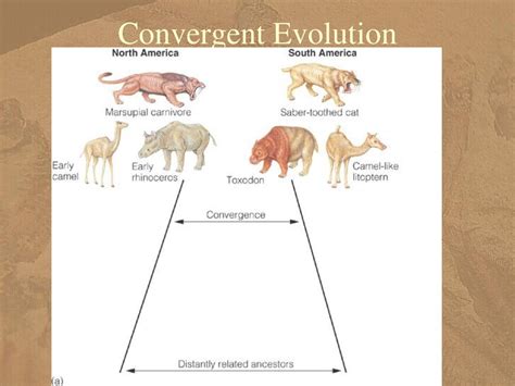 Evolution—the Theory And Its Supporting Evidence Ppt Download