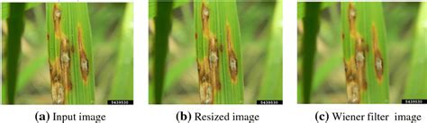 Weiner Filter Algorithm In Rice Blast Image Download Scientific Diagram