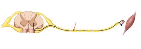 Lab One Autonomic Nervous System Structures Flashcards Quizlet