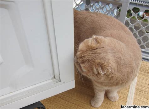 My Cats Catio Enclosed Balcony Outdoor Private Patio For Cats