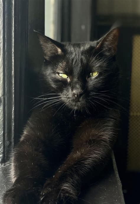 Catnap After Catnip Rpics