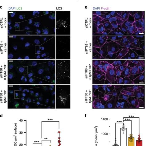 Exogenous Pi3p Delivery Restores Autophagy And Cell Size Regulation Download Scientific Diagram