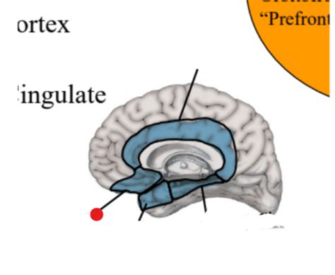 Neuro The Limbic Lobe And Limbic System Flashcards Quizlet