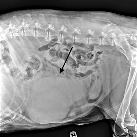 Veterinary Key Points Message To Massive Liver Tumors In Dogs We Are