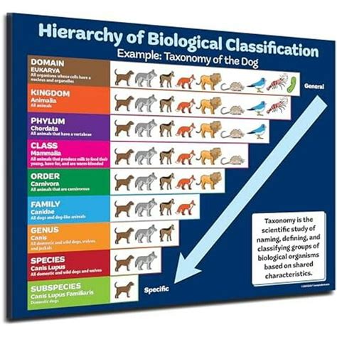 Science Education Charts Posters Biology Supplies