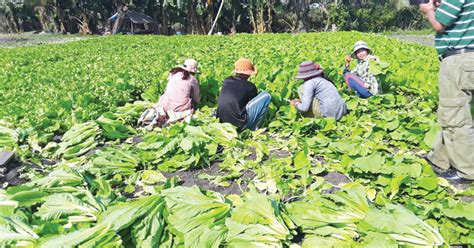 កសិ កជំរុញ ការផលិត បន្លែ សុវត្ថិភាព តែ មិនទាន់ អាច ពង្រីក ខ្លួន បំពេញ តម្រូវការ ទីផ្សារ បាន