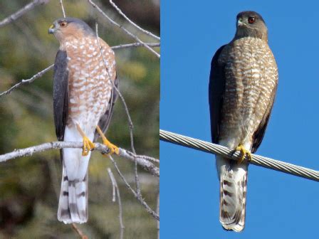 Juvenile Coopers Hawk Vs Sharp Shinned Coopers Hawk Vs Sharp Shinned