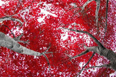 Fall S Red Leaves Cheatsheet Learn What Trees Have Red Leaves In Fall Footsteps In The Forest