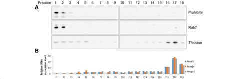 Fractionation Of Organelles By Centrifugation In Optiprep Density Download Scientific Diagram
