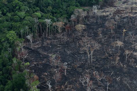 Deforestation Amazon Rainforest