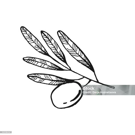 올리브 가지 올리브 과일은 나뭇잎과 올리브 가지와 함께 뭉치 손으로 그린 그림이 벡터로 변환되었습니다 건강한 식생활에 대한 스톡