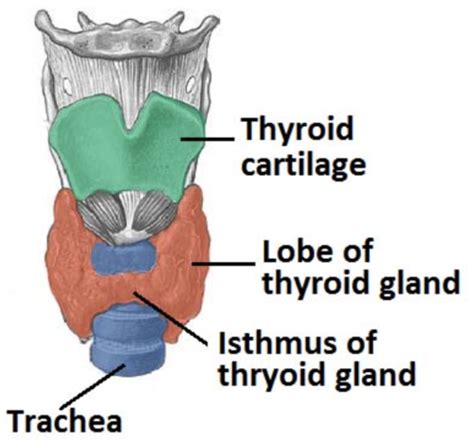 Structure And Function Of Thyroid Gland Flashcards Quizlet