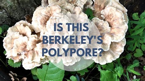 Berkeleys Polypore Mushroom Identification And Look Alike Youtube