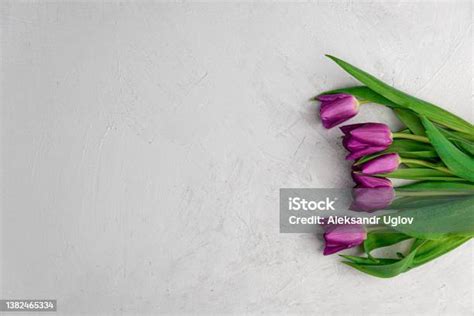 콘크리트 회색 배경에 보라색 튤립 최소한의 자연과 봄 개념 복사 공간 상단 보기 0명에 대한 스톡 사진 및 기타 이미지 0명 3월 계절 Istock