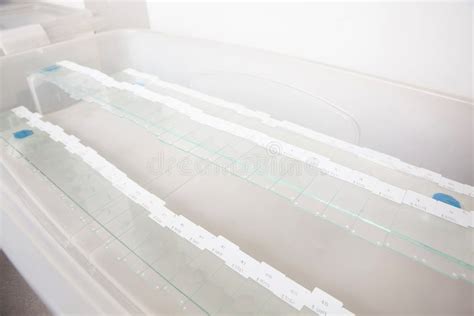 Scientist Preparing Slides With Paraffin Embedded Tissue Samples For Immunohistochemistry Assay