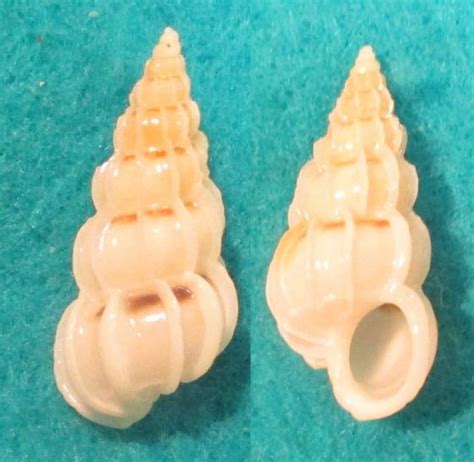 Epitonium Species 3328659