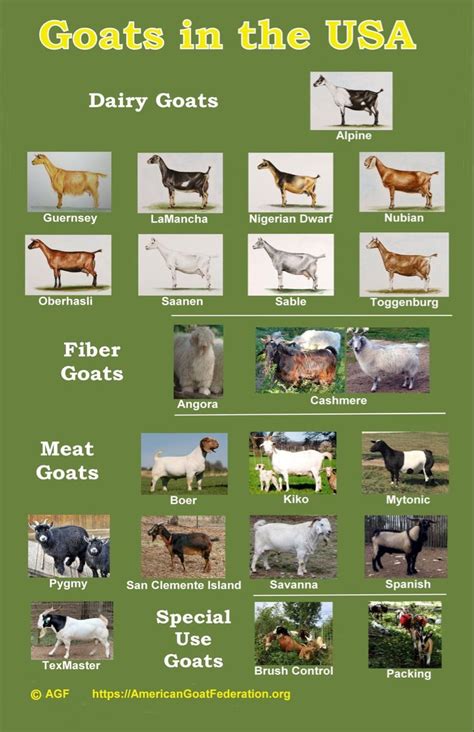 Goat Breeds And Goat Farming Dairy Goats