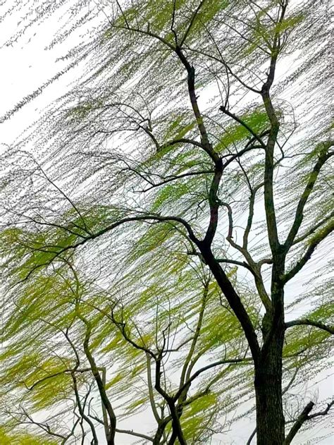 疾风劲柳