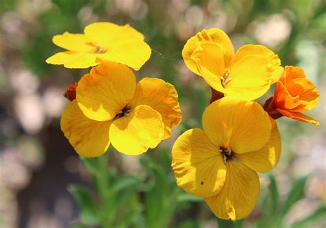 Jaune Violet Nature Fleur Photo Gratuite Sur Pixabay Pixabay