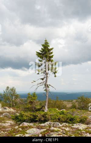 Old Tjikko The Oldest Tree In The World Located In Nationapark