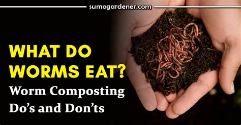 What Do Worms Eat Worm Composting Dos And Donts
