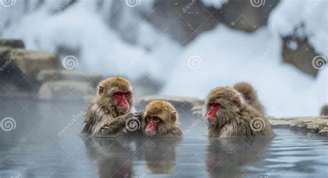 Snow Monkeys Relaxing In A Hot Spring Amidst Winter Landscape In Japan
