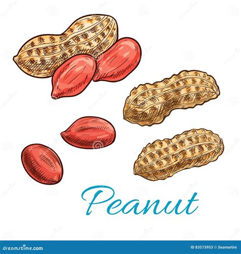Peanut Isolated Sketch Of Fresh Groundnut Stock Vector Illustration Of Natural Nutrition