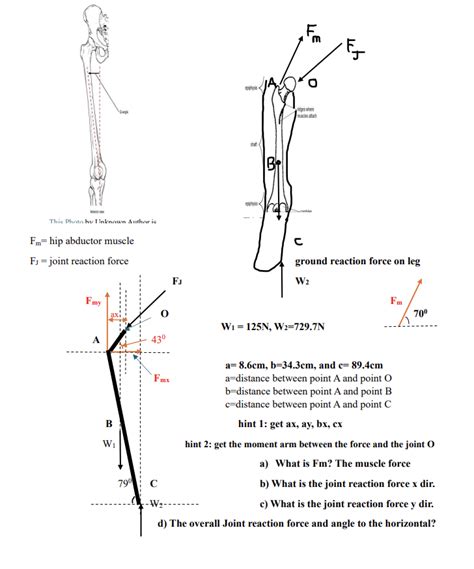 Solved A ﻿what Is Fm ﻿the Muscle Forceb ﻿what Is The