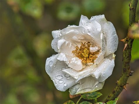 60000 Free Rose Thorns And Rose Images Pixabay