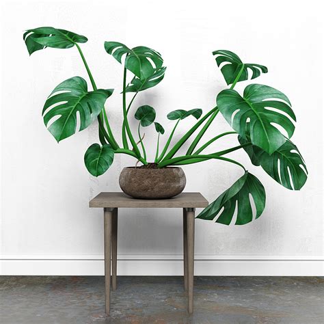 Растение монстера 3d Модель 15 Max Fbx Free3d