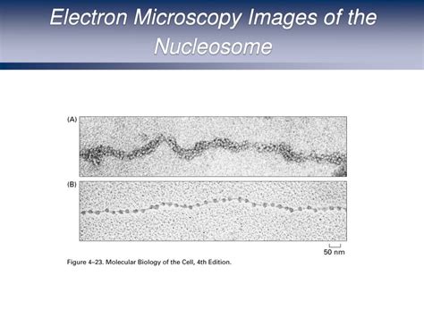 Ppt Genome Management And The Nucleosome Powerpoint Presentation Free Download Id 9524356