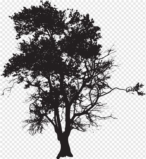 Tree Silhouette Png PNGWing