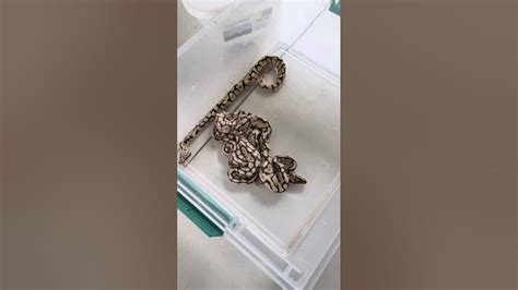 Lesser Spider Ball Python Hatchlings Youtube