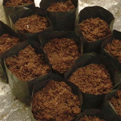 Coco Peat Vs Coir Breaking Down The Key Differences