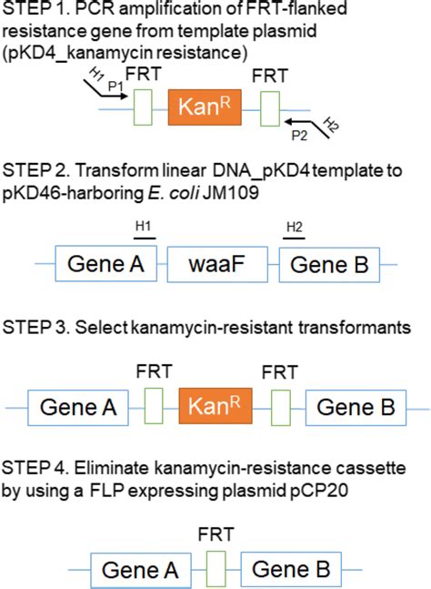 Gene Deletion By λ Red Mediated Recombination Using Pkd4 Pkd46 And